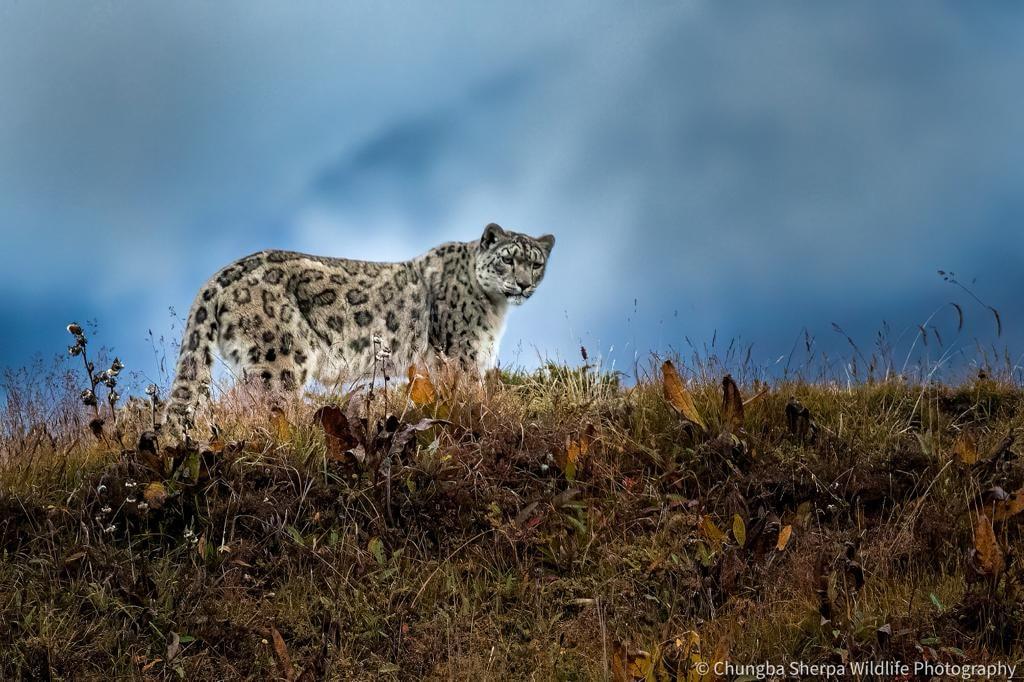 Snow Leopard Research in Nepal | Himalayan Sustainability Initiative ...